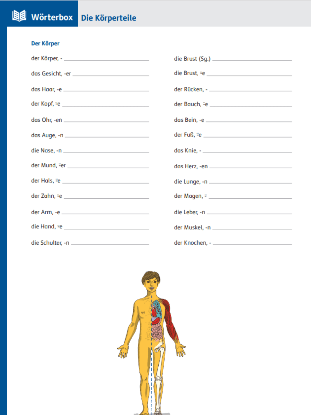 Die Körperteile - Singular und Plural - SchlaU:Lernen